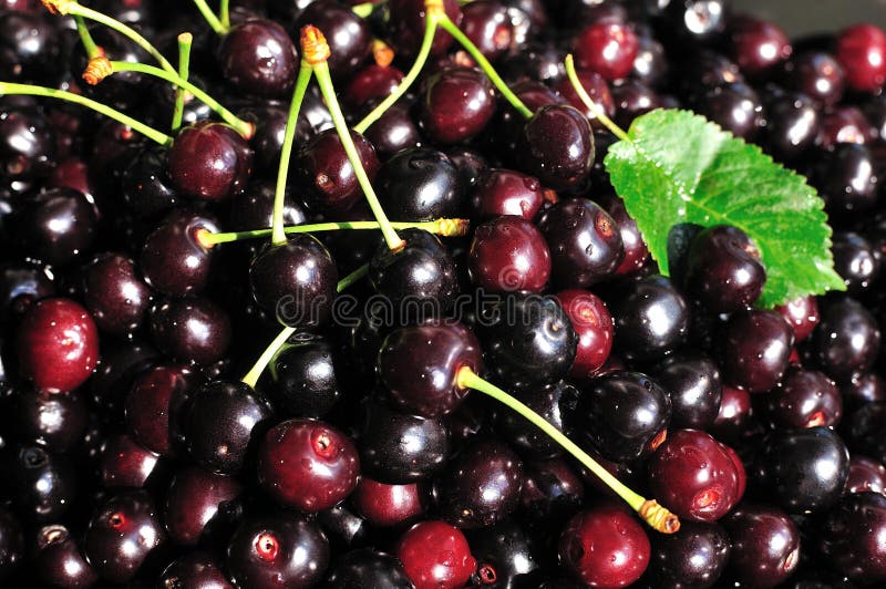 Red cherry stock photo. Image of street, spring, food - 21435094