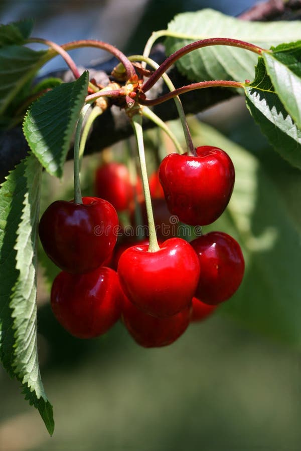 Cherry tree in spring stock photo. Image of nature, alone - 30868812