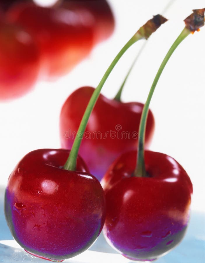 Red cherry stock photo. Image of harvesting, farming, abundance - 2924132