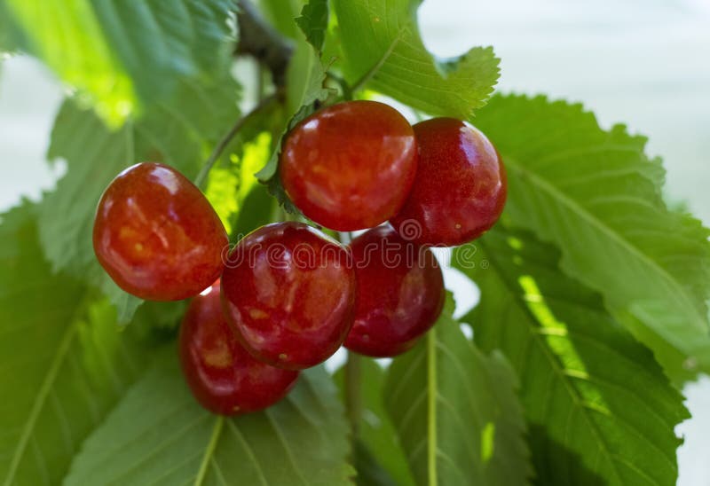 Red Cherry Berries on a Branch with Leaves Stock Photo - Image of fruit ...