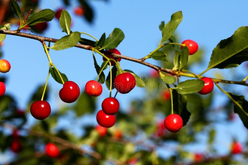 Red Cherry Berries on a Branch Stock Image - Image of leaves, cherry ...