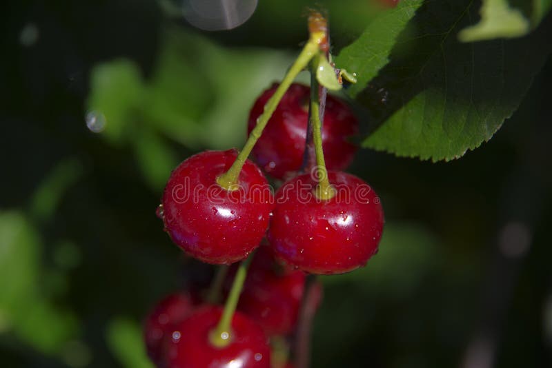 Red Cherry Berries on a Bush Stock Photo - Image of harvest, natural ...