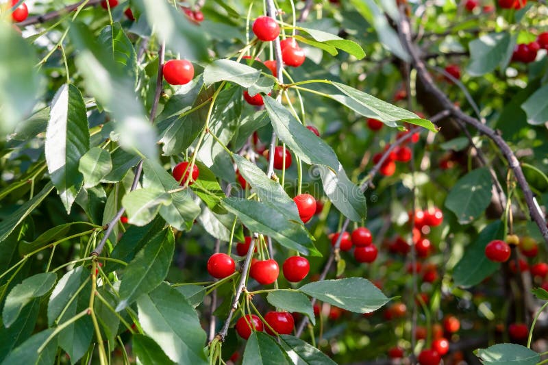 Red Cherry Berries on Tree with Green Leaves Stock Image - Image of ...