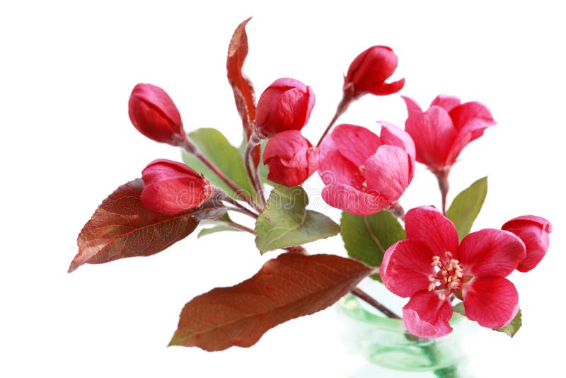 Red Cherry Blossom stock photo. Image of detail, nature - 9439700