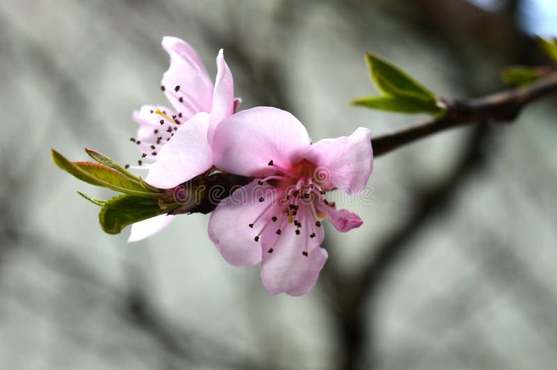 Red cherry blossom stock photo. Image of blossom, cherry - 144414256