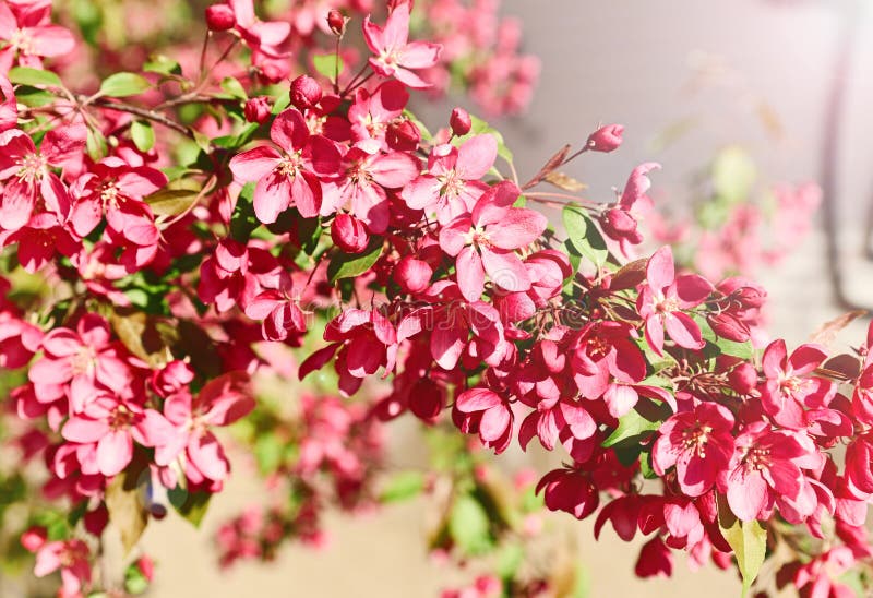 Red cherry blossom stock image. Image of tree, nature - 93372719