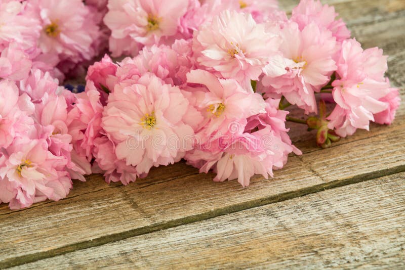 Red Cherry Blossom on White Wood Texture Stock Photo - Image of blossom ...