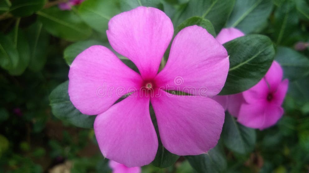 Red Cherry Blossoms Grow on the Island of Java, Central Java, Indonesia ...