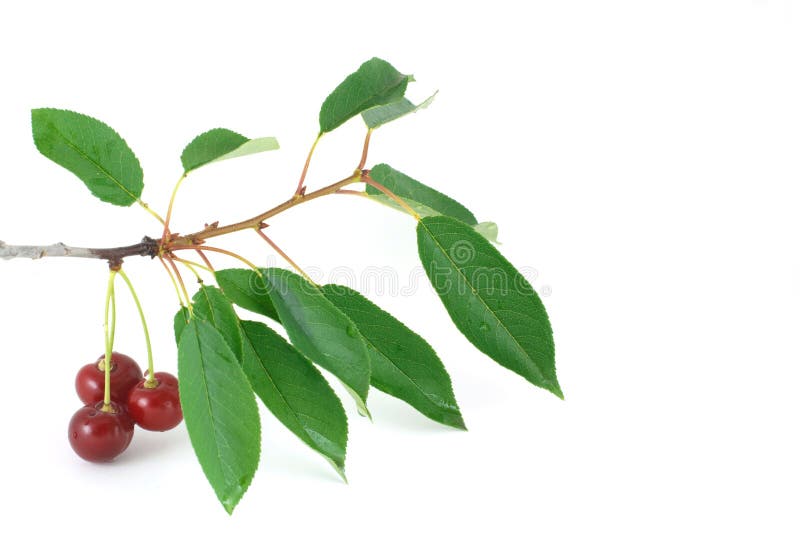 Red cherry branch isolated stock image. Image of natural - 25439561