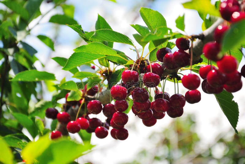 Red Cherry on the Branches in the Garden Stock Image - Image of garden ...