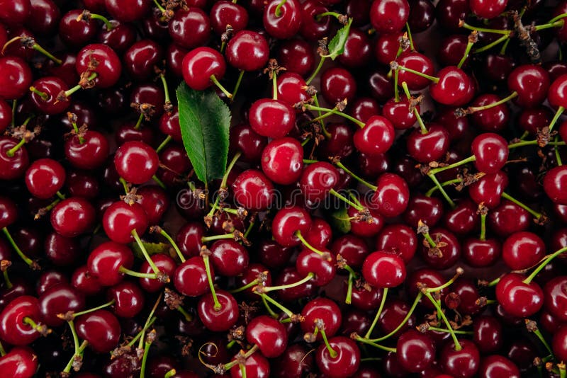 Red Cherry. Bunch of Ripe Cherries with Stems Stock Image - Image of ...