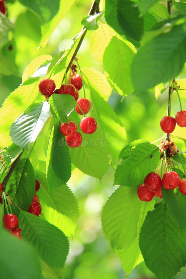 Red cherry stock image. Image of leaf, fruit, ripe, farm - 44218777