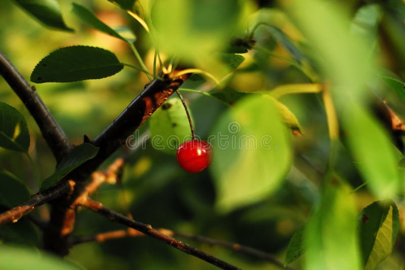 Red cherry stock photo. Image of close, large, nature - 101410072