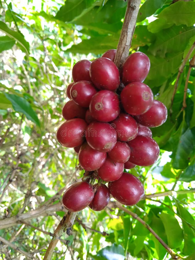 Red Cherry Coffee Arabica Speciality Stock Photo - Image of arabica ...