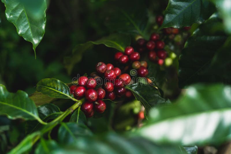 Red Cherry Coffee Beans Fresh and Natural Stock Image - Image of coffee ...