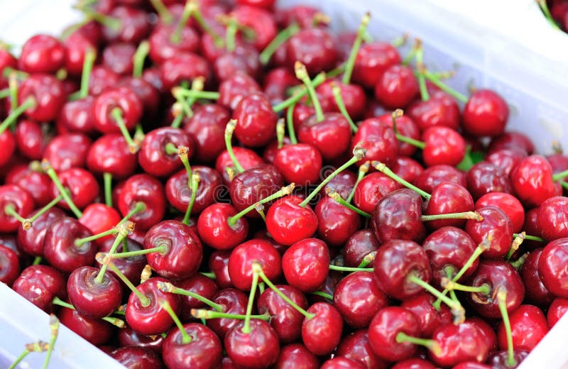 Red cherry stock photo. Image of bright, sale, health - 31231396
