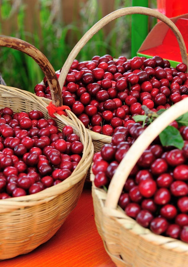 Red cherry stock photo. Image of dessert, health, agriculture - 31231514