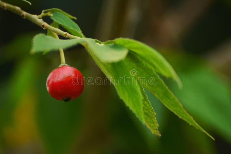 Red cherry stock image. Image of ready, fruit, cherry - 58872369