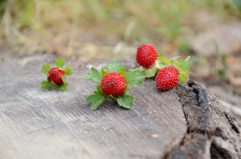 Red Cherry with Green Leaves on the Chopped Tree Over Out of Focus ...