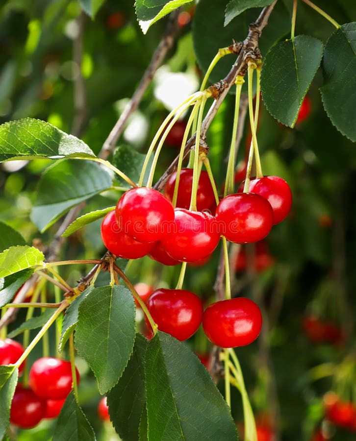 Red Cherry Grows on a Tree Close-up Stock Image - Image of macro, leaf ...