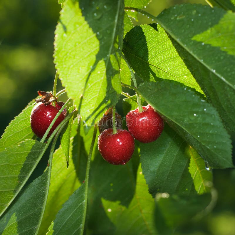Red Cherry Picture. Image: 2754906