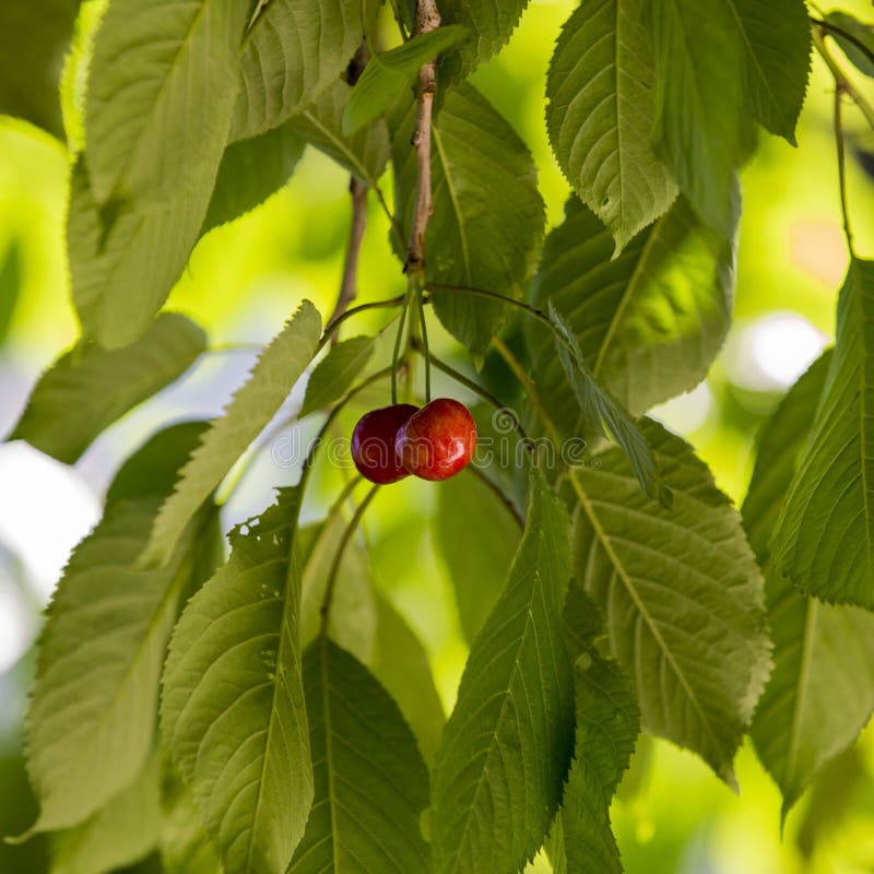 Red Cherry stock image. Image of stem, close, cherry - 92538651