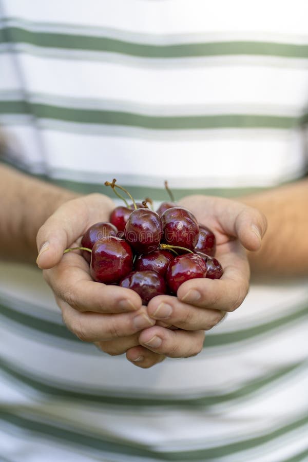 Red cherry man`s hands stock photo. Image of harvest - 252163548