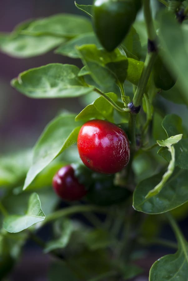 Red Cherry Pepper on Vine stock photo. Image of crop - 83877508
