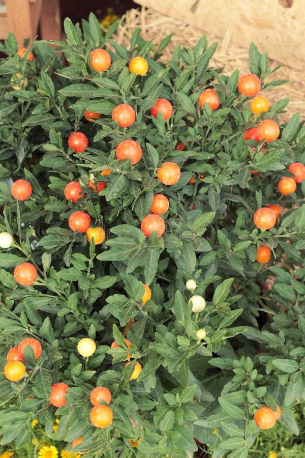 The Red Cherry Peppers on the Tree. Stock Photo - Image of group ...