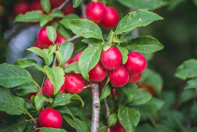 Red Cherry Plum Fruits on the Tree during Ripening_ Stock Image - Image ...