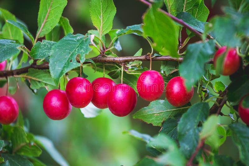 Red Cherry Plum Fruits on the Tree during Ripening_ Stock Photo - Image ...
