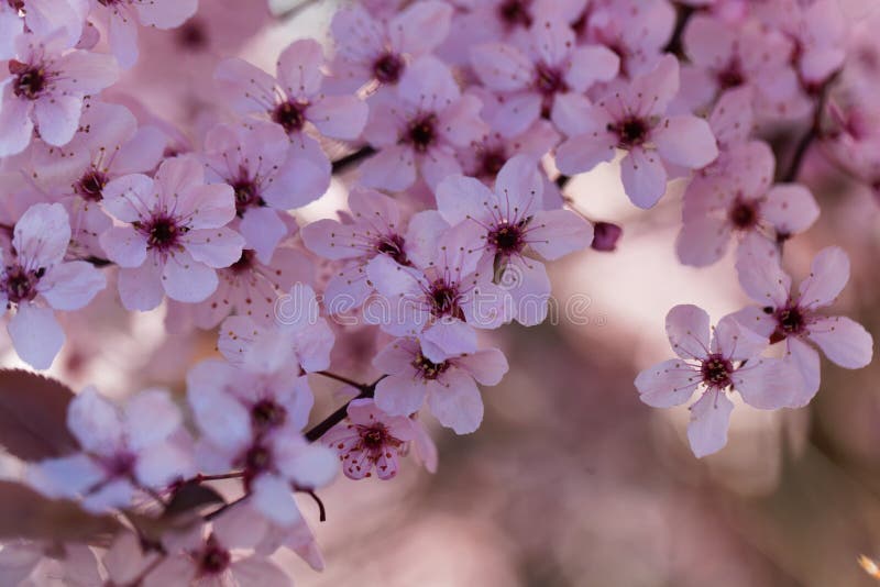 Red Cherry Plum Prunus Cerasifera Stock Image - Image of ornamental ...