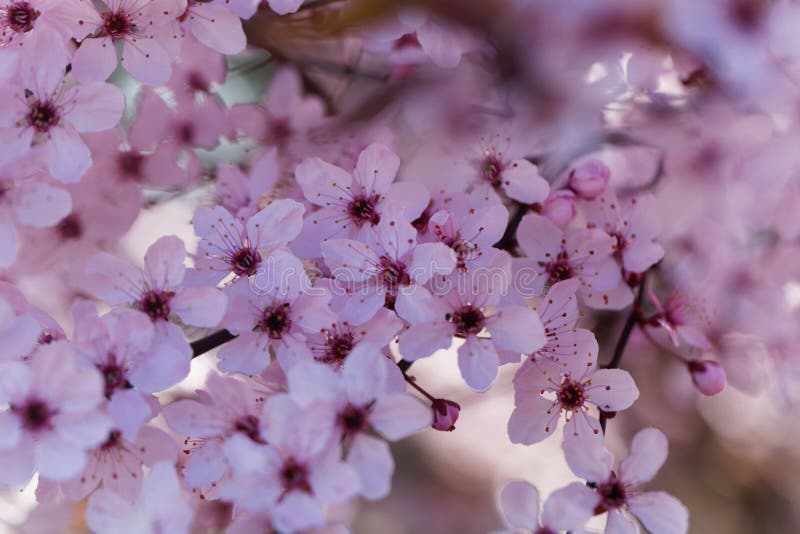 Red Cherry Plum Prunus Cerasifera Stock Photo - Image of mauve, branch ...