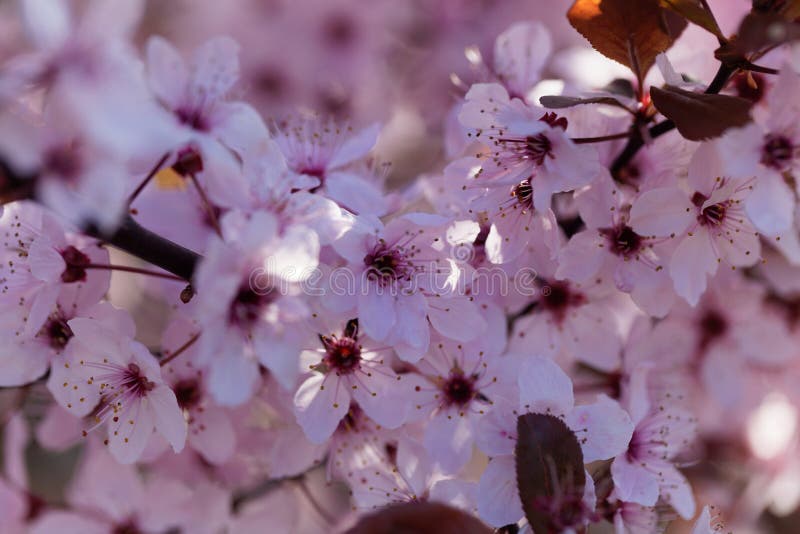 Red Cherry Plum Prunus Cerasifera Stock Image - Image of cherry, mauve ...