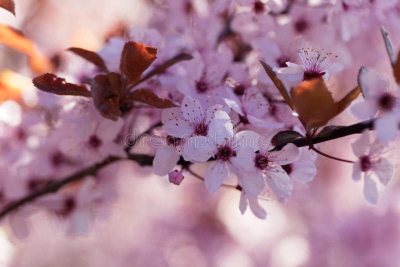 Red Cherry Plum Prunus Cerasifera Stock Photo - Image of closeup, color ...