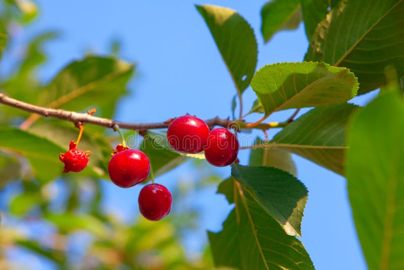Red cherry stock photo. Image of branch, berry, garden - 174895318