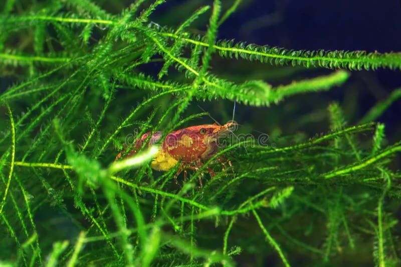 Red Cherry Shrimp, Female with Eggs Stock Image - Image of neocaridina ...