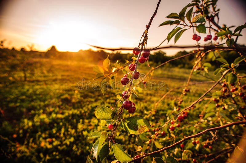 Autumn Hillside with Red and Yellow Forest at Sunset Stock Photo ...