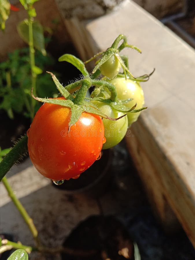 Red Cherry Tomato in the Morning Stock Photo - Image of nature, petal ...