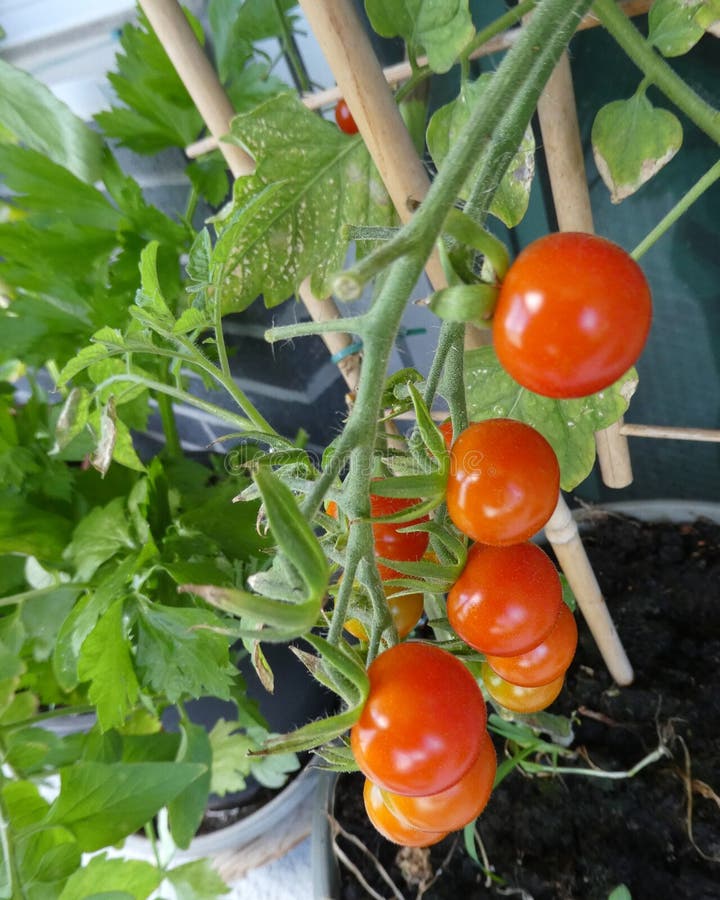 Red Cherry Tomatoes stock image. Image of color, vegetable - 225473961