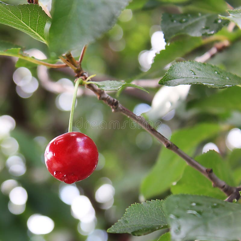 Red cherry on the tree stock photo. Image of agriculture - 142761224