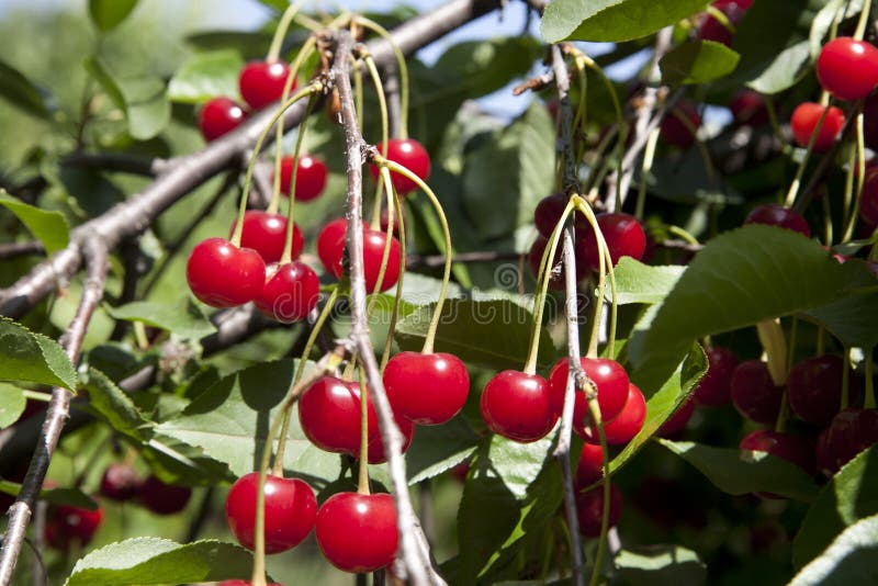 Red cherry on a tree stock image. Image of tree, branch - 184050845