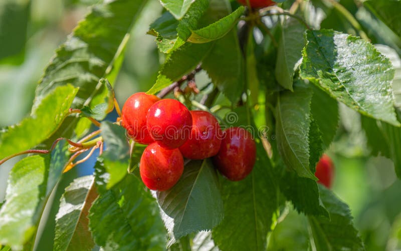 Red cherry on the tree stock photo. Image of delicious - 280155326