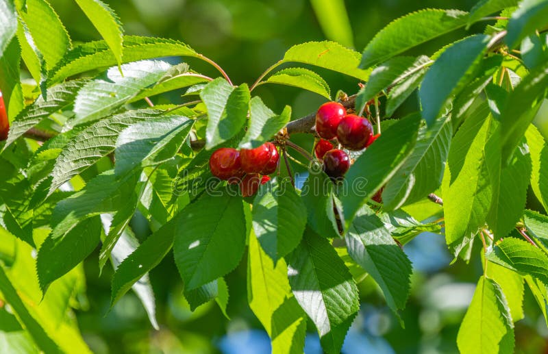 Red cherry on the tree stock image. Image of branch - 281115409