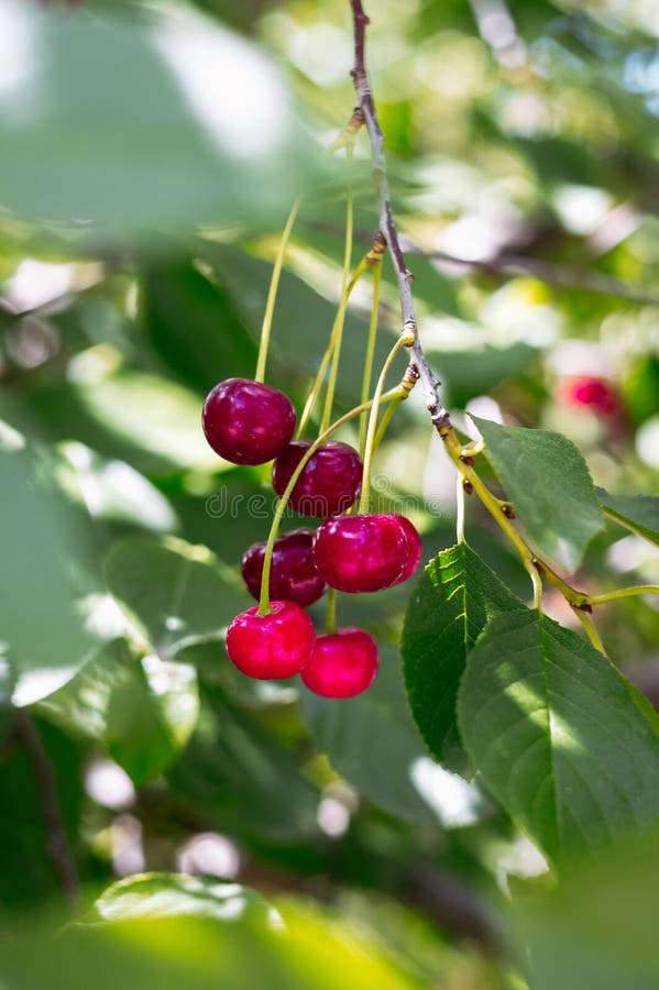 Red cherry stock image. Image of flora, cherries, branch - 97335861