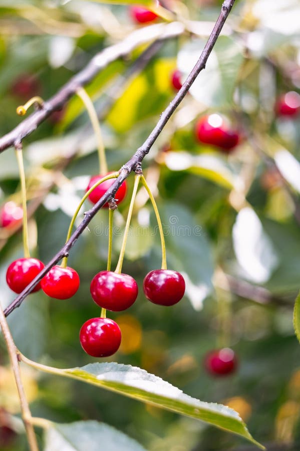 Red cherry stock photo. Image of fruit, high, healthy - 97335896
