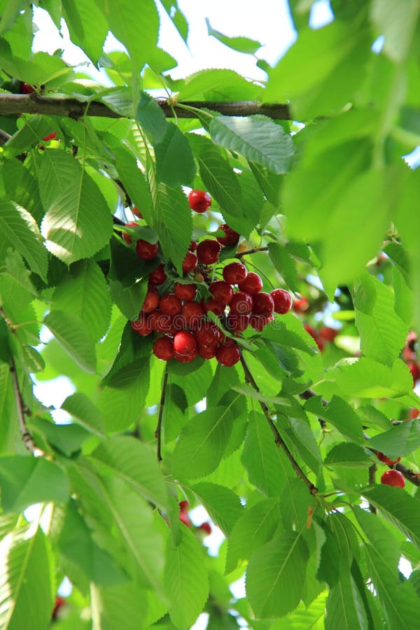 Red cherry stock photo. Image of grow, berry, spring - 44218770