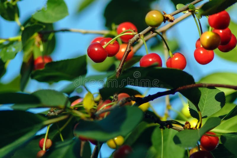 Red Cherry on a Tree Branch Stock Photo - Image of closeup, group ...