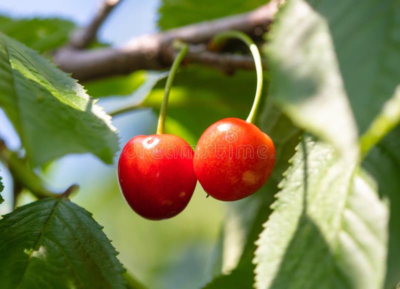 Red Cherry on a Tree Branch in Nature. Close-up Stock Image - Image of ...