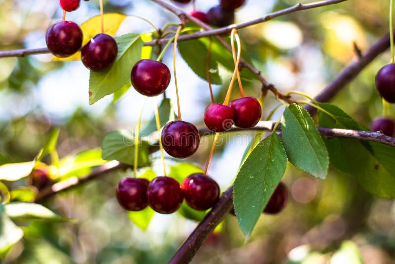 Red Cherry on a Tree Branch Stock Photo - Image of natural, background ...